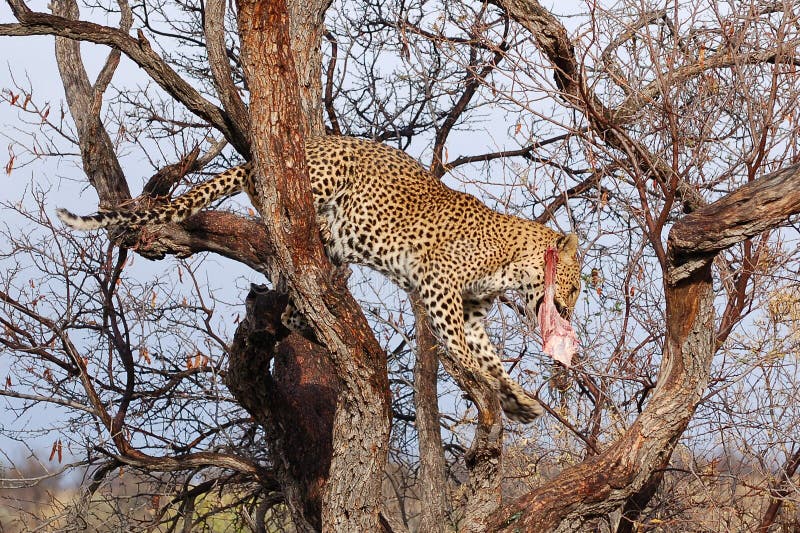 Wonderful Leopard in a Tree in Namibia Stock Image - Image of hunter ...