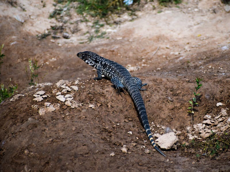 Wonderful Lizard in the Sun Stock Photo - Image of carlos, frog: 248694836