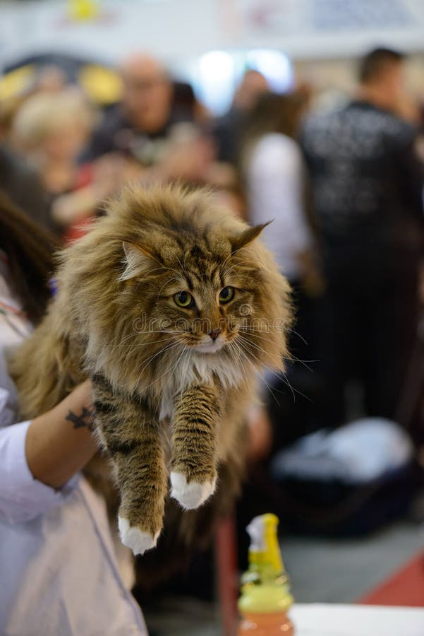 Wonderful Maine Coon stock image. Image of feline, kitten - 76052037