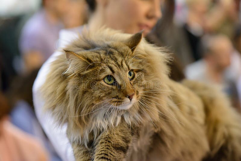 Wonderful Maine Coon stock photo. Image of kitty, eyes - 79677690
