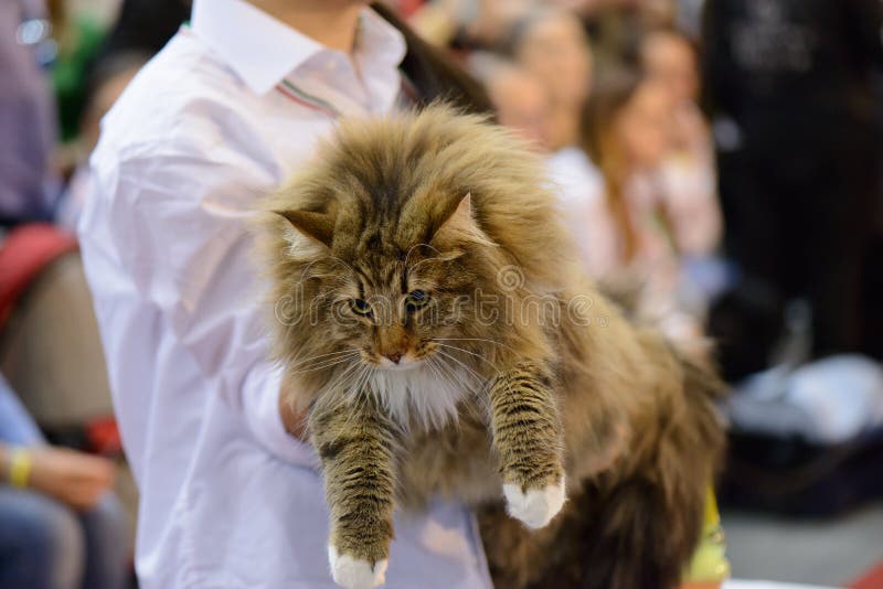 Wonderful Maine Coon stock photo. Image of purebred, kitten - 87603064