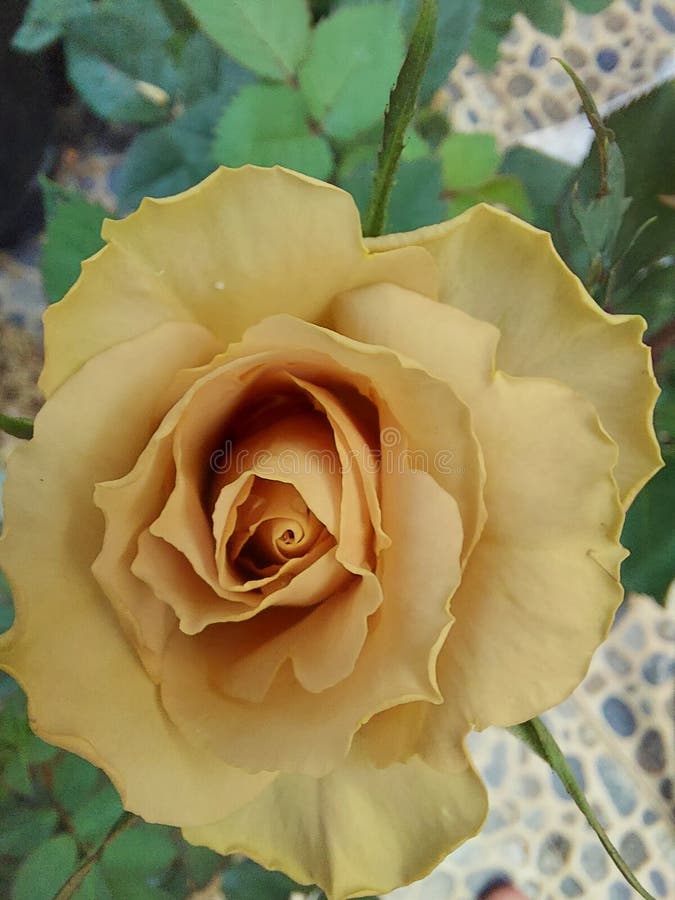 Wonderful mocca rose stock image. Image of rose, flower - 227711849