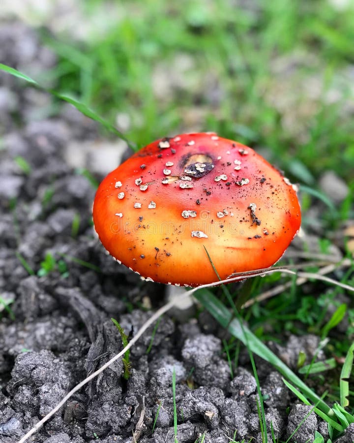Wonderful Mushroom in the Forest Zone, Bright and Beautiful Colors ...
