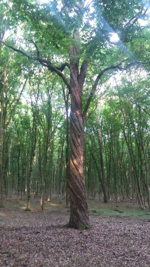 Mystery tree stock photo. Image of wonderful, nature - 138598130