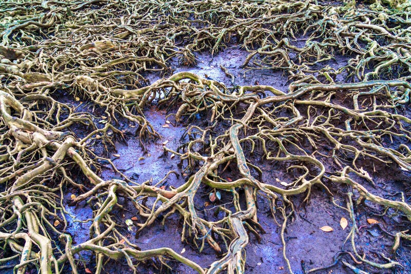 Wonderful Root Tree Nature Background Stock Image - Image of view ...