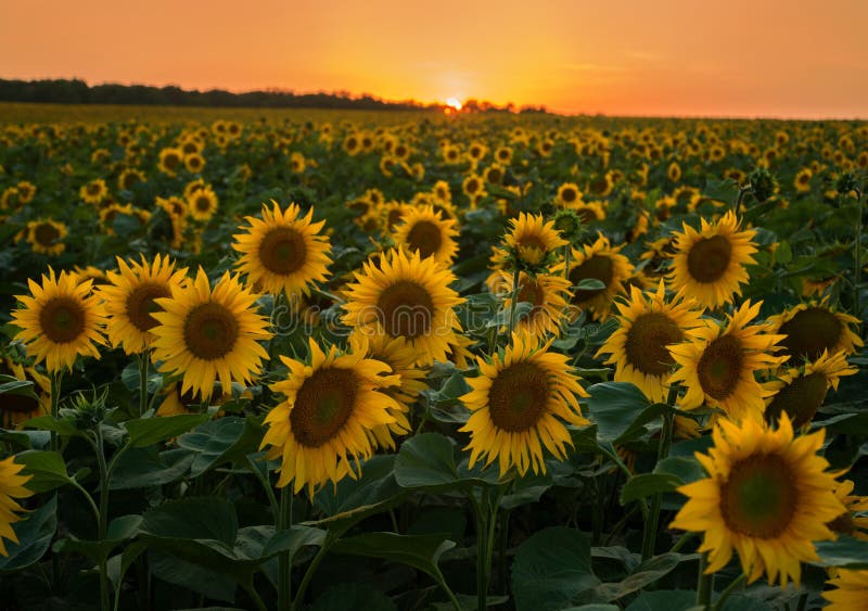 Panoramic View from Above Field of Sunflowers by Summertime at Sunset ...