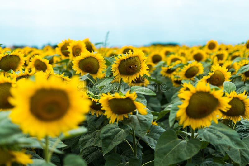 Wonderful Panoramic View of Field of Sunflowers by Summertime Stock ...