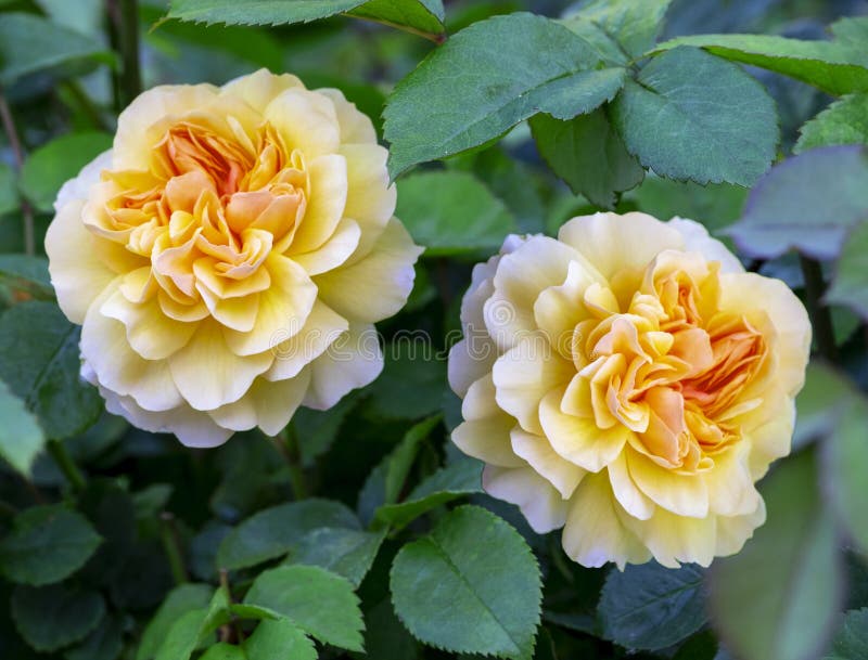 Wonderful Pat Austin rose stock photo. Image of plants - 261361432