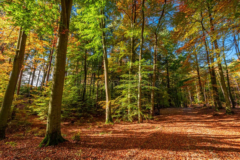 Wonderful Path in the Autumn Forest at Sunrise Stock Photo - Image of ...
