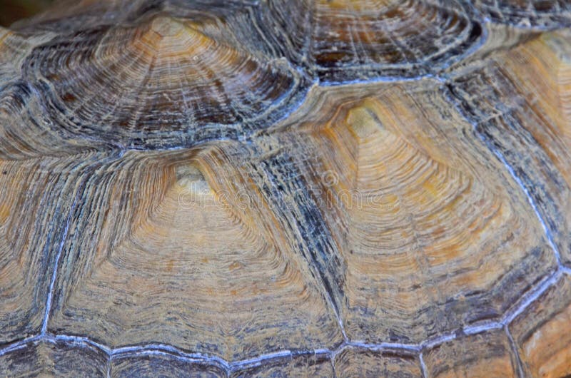 Wonderful Pattern of Tortoise Shell Close Up Stock Image - Image of ...