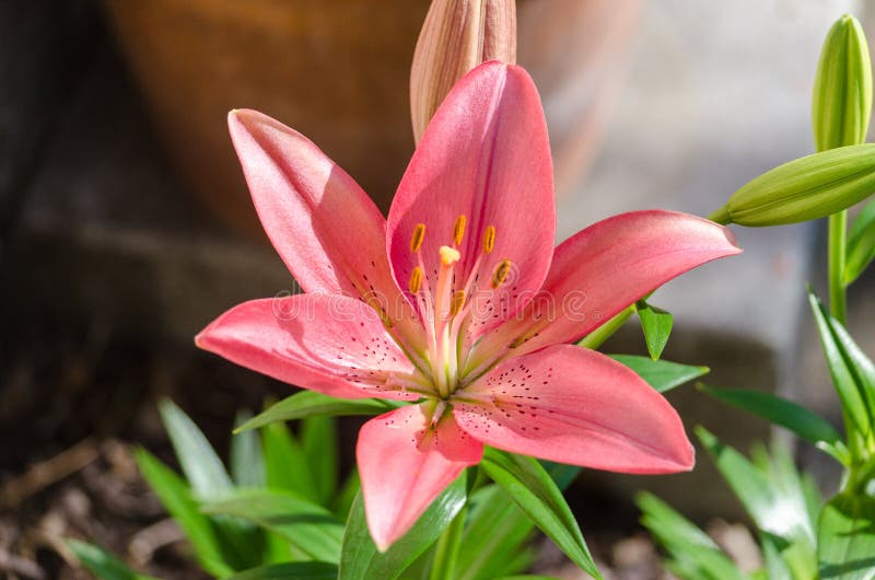A Set of Pink Asiatic Lilies Stock Image - Image of soil, thumb: 95735571