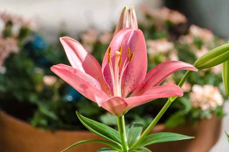 Wonderful Pink Asiatic Lily Stock Photo - Image of blooming, thumb ...