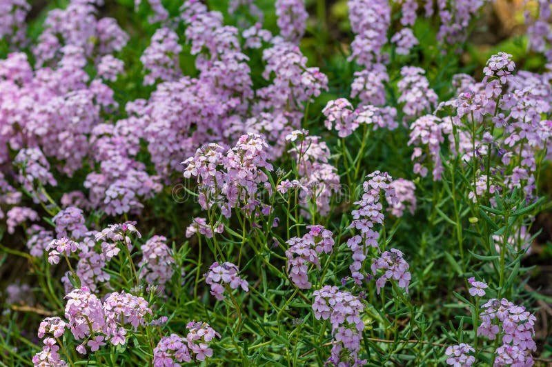 Wonderful Pink Blooming Spring Meadow Stock Image - Image of outdoor ...