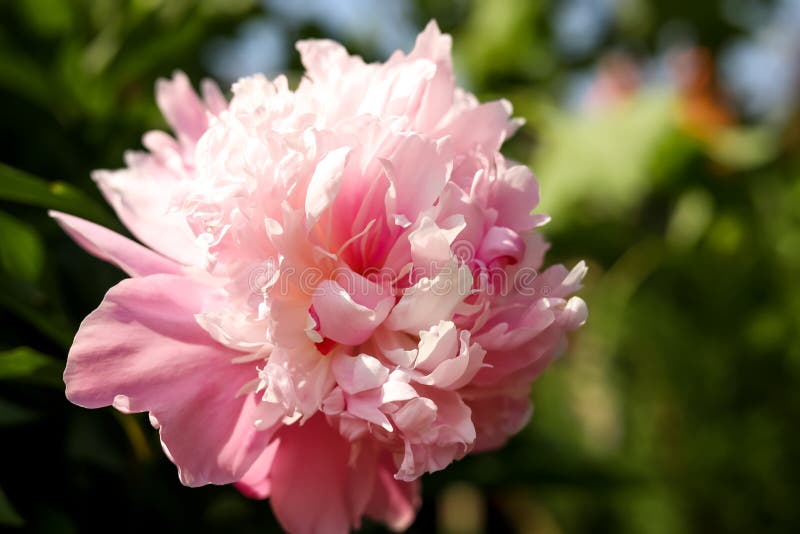 Wonderful Pink Peony in Garden, Closeup. Space for Text Stock Photo ...