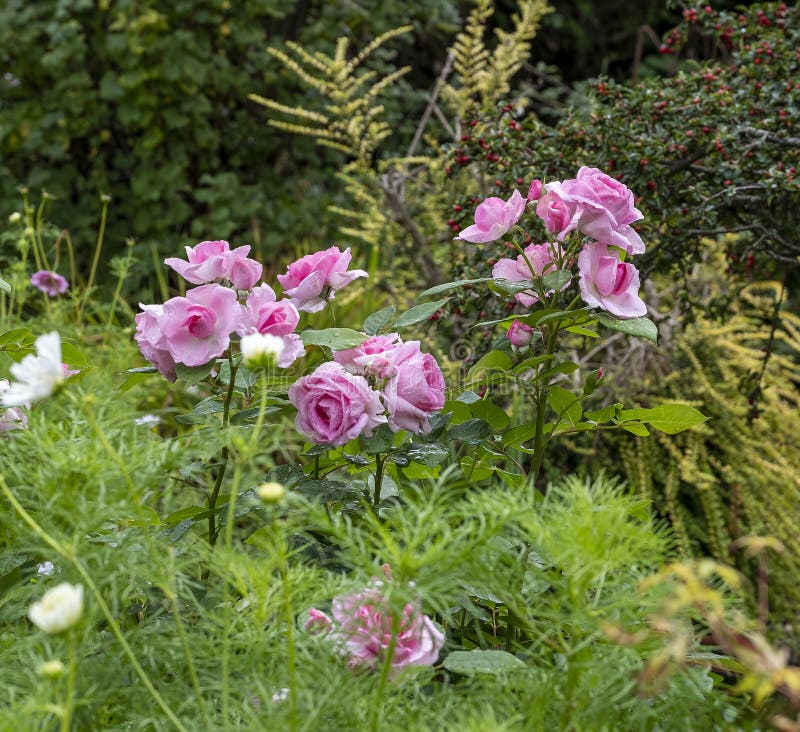 Wonderful Pink Roses in Full Bloom Stock Image - Image of roses, bloom ...