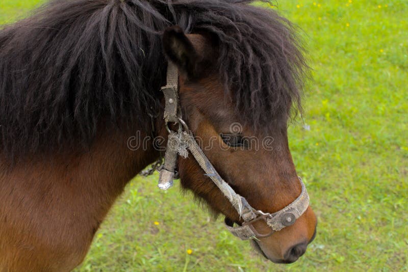 Wonderful pony stock photo. Image of stands, flowers - 184120578