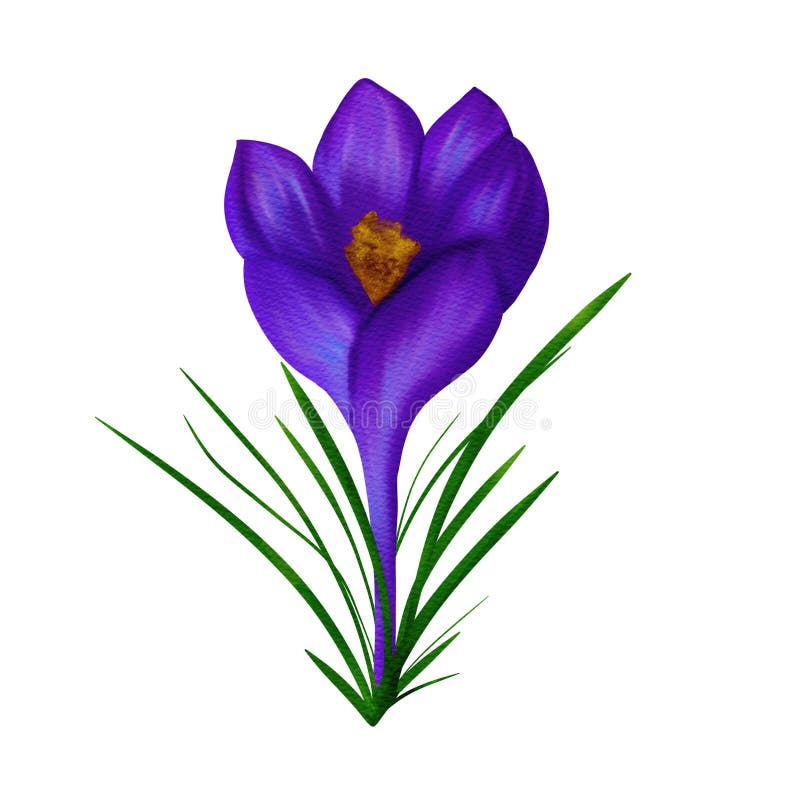Wonderful Purple Easter Crocus. Watercolor Digital Illustration ...