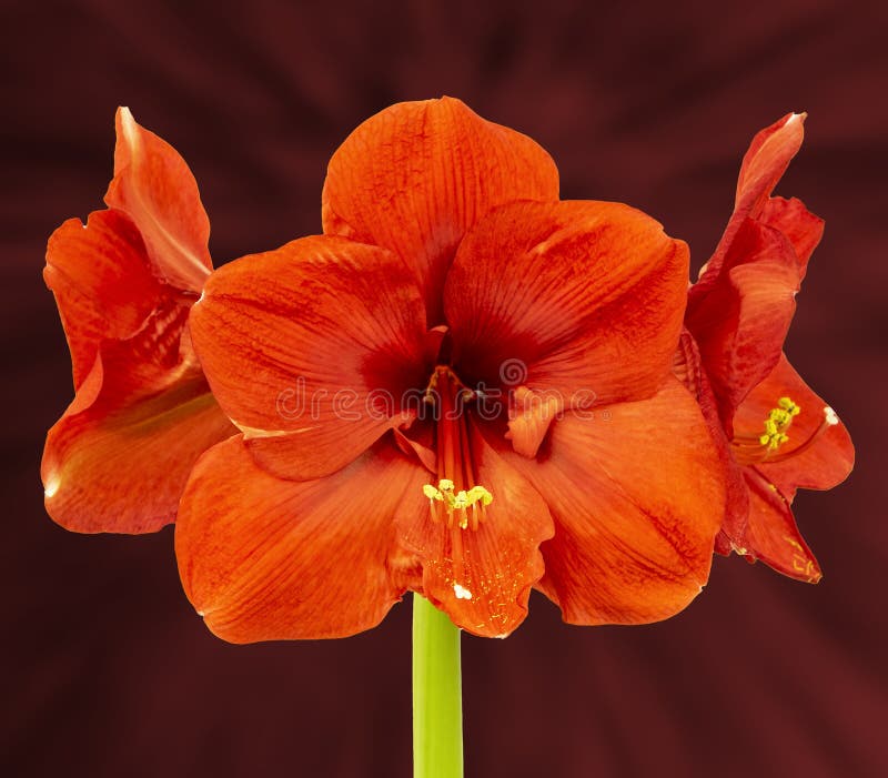 Wonderful Red Amaryllis stock image. Image of amaryllis - 207938687