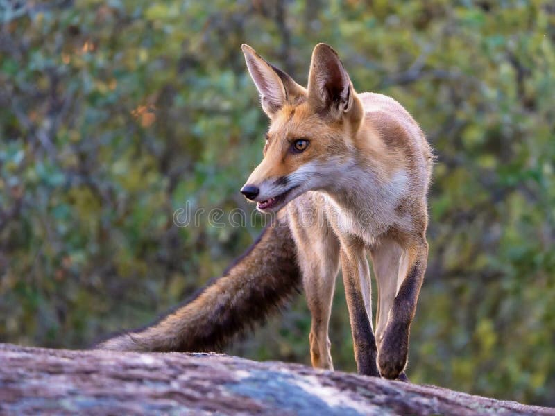 A Wonderful Red Fox Stands with a Studying View Against the Background ...