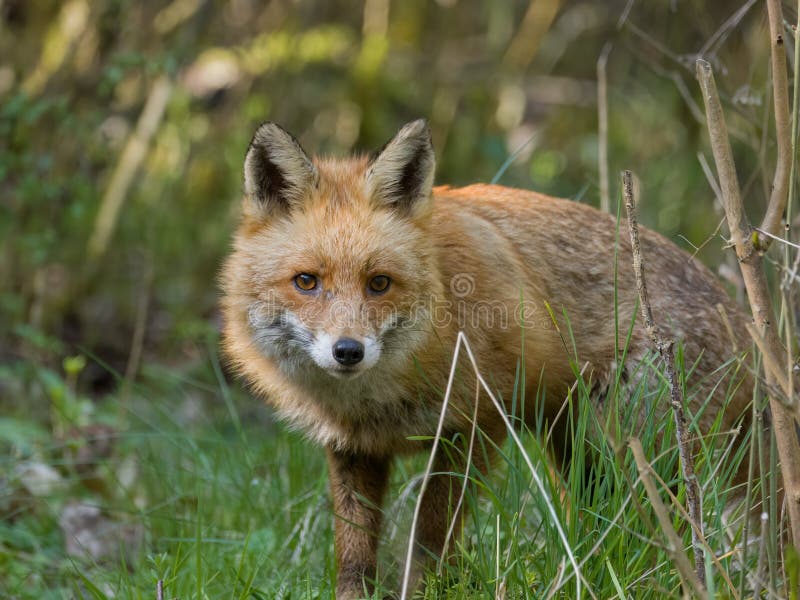 A Wonderful Red Fox Stood in a Questioning Pose Against the Background ...