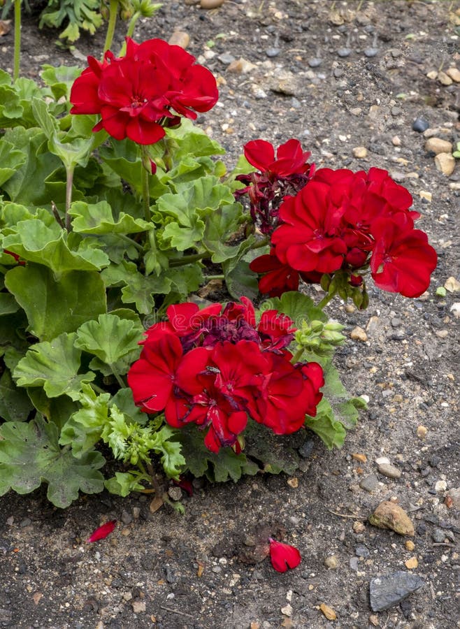 Wonderful red Geraniums stock image. Image of bright - 188757099