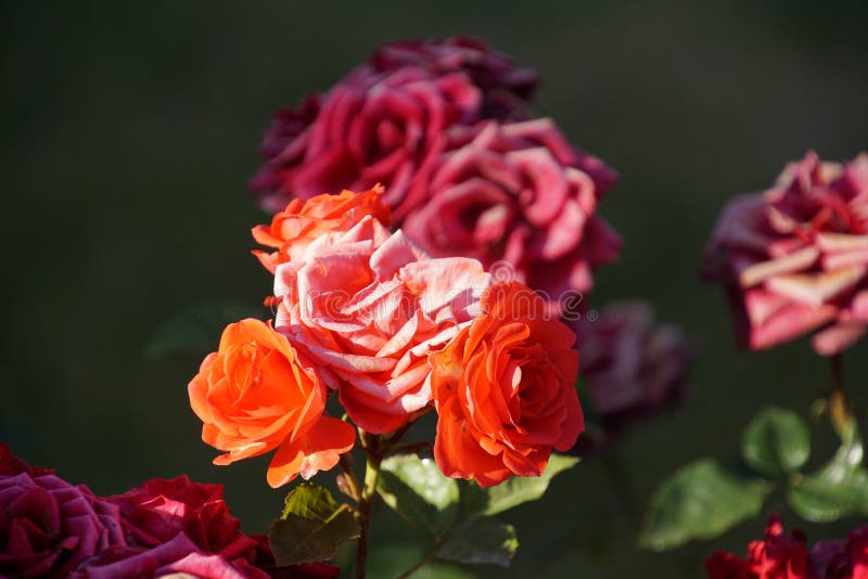 Wonderful red roses stock image. Image of plants, rose - 95555667