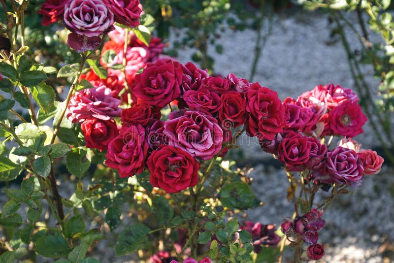 Wonderful red roses stock photo. Image of rose, stalks - 95555994
