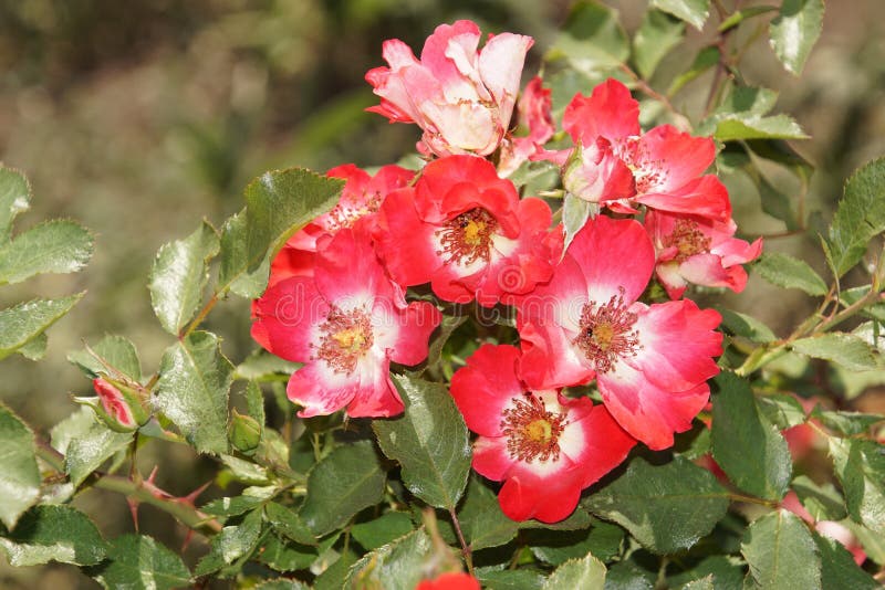 Wonderful red roses stock photo. Image of color, breeding - 95556560