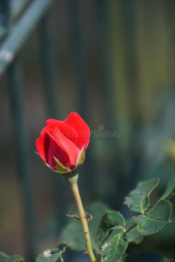 Wonderful red roses stock image. Image of flower, closeup - 95559501