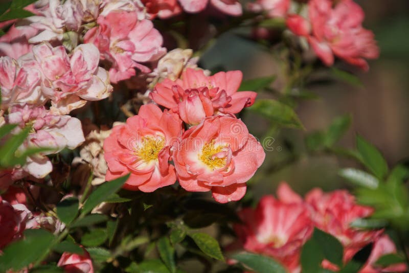 Wonderful red roses stock photo. Image of plants, nature - 95559502