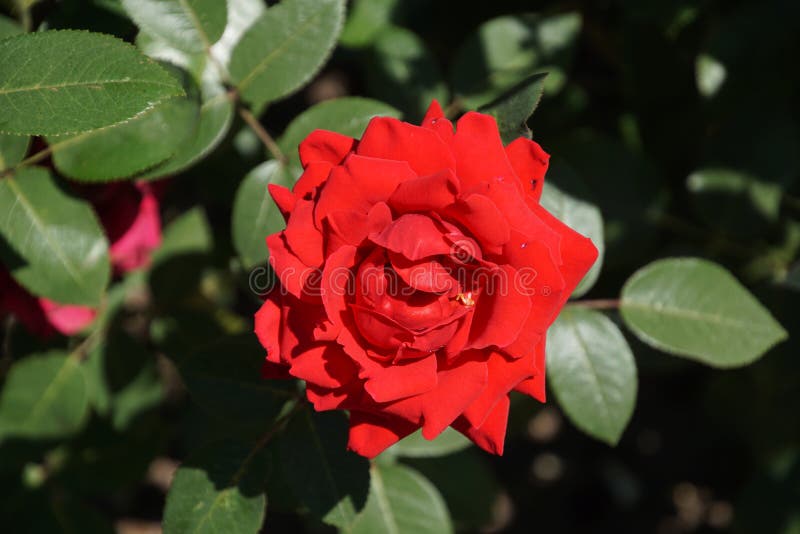Wonderful red roses stock image. Image of flowers, summer - 95559867