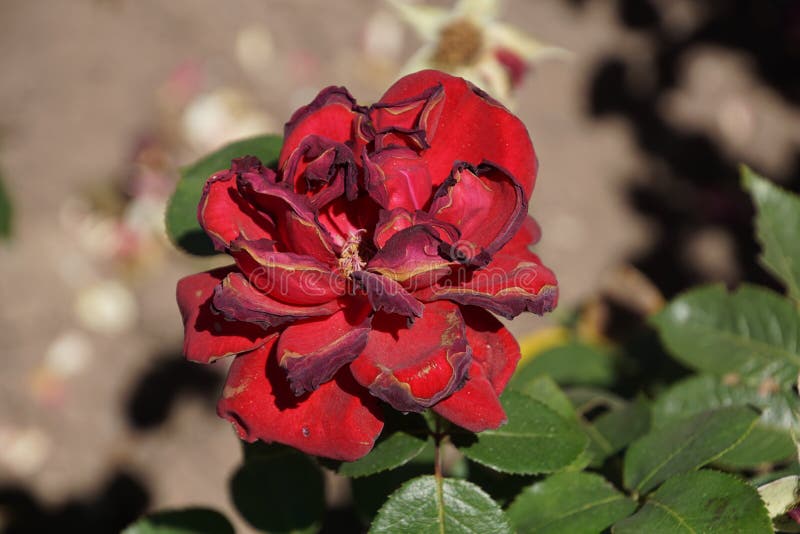 Wonderful red roses stock photo. Image of summer, plant - 95560308