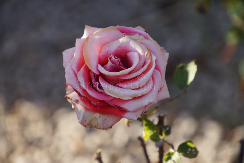 Wonderful Red and White Roses Stock Image - Image of color, roses: 95555749