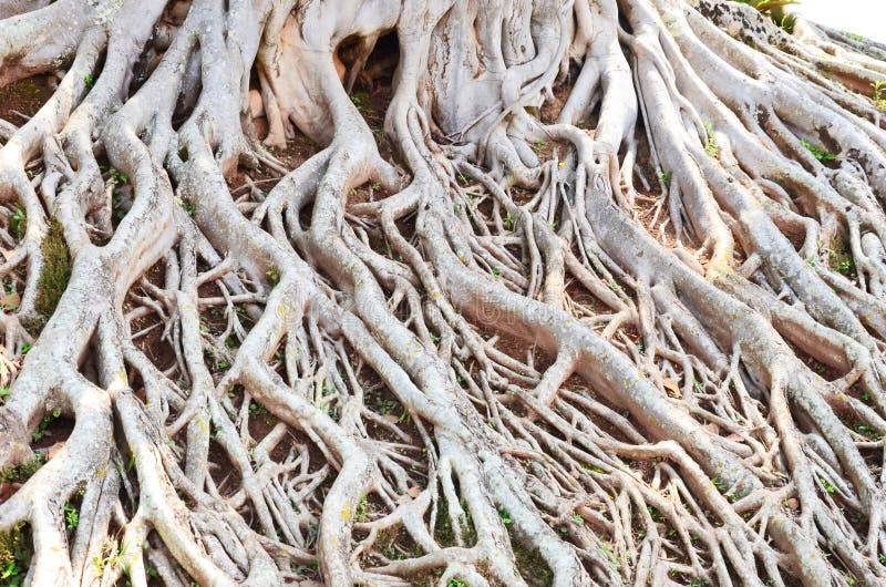 Wonderful root pattern stock photo. Image of spring, mountain - 45912526