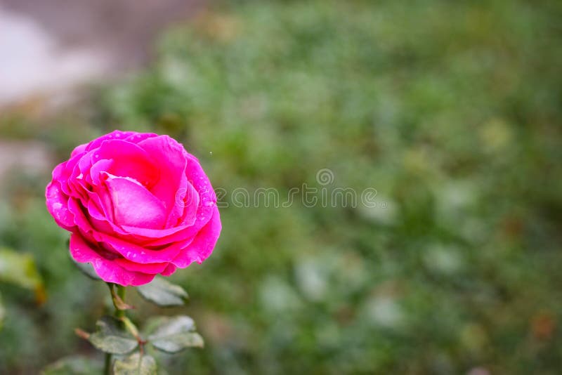 Wonderful Rose Bush Flower in Selective Focus Stock Photo - Image of ...