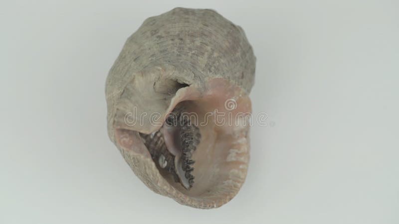 Shellfish Inside Round Conch of Brown Colour Rotates Closeup Stock ...