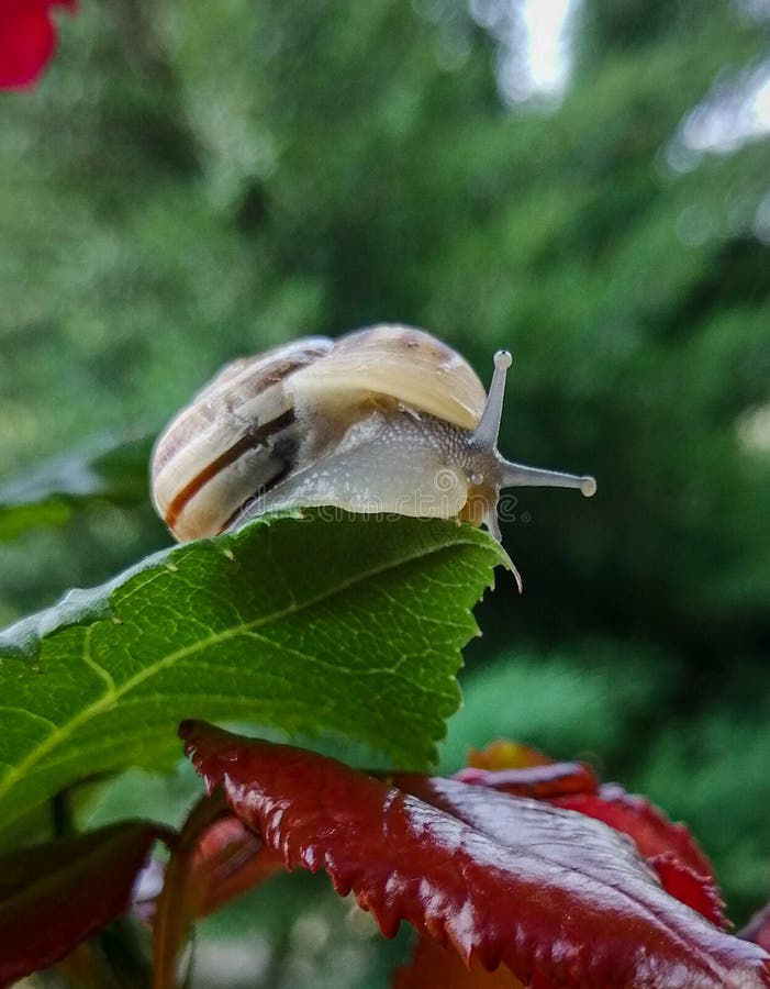Wonderful snail on leaf stock photo. Image of animal - 253435424