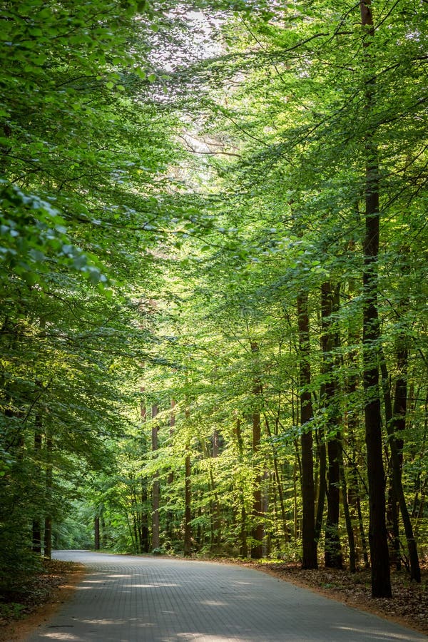 Wonderful Spring in the Green Forest in Poland Stock Photo - Image of ...