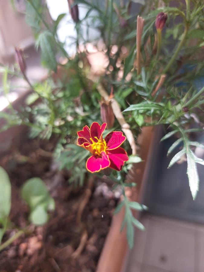 A Wonderful Summer Flower. a Visual Feast Stock Photo - Image of ...