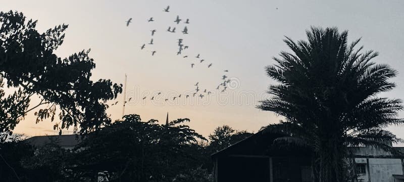 Wonderful Sunset with the Birds Under Light Blue Stock Photo - Image of ...