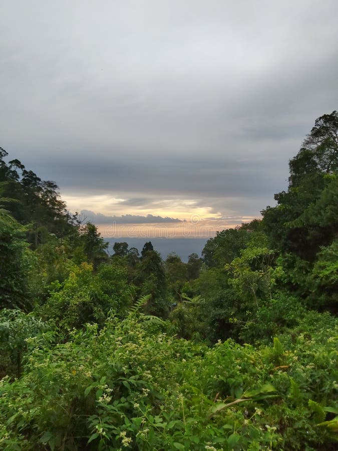 Sunset in jungle stock photo. Image of bush, nature, fresh - 9295426