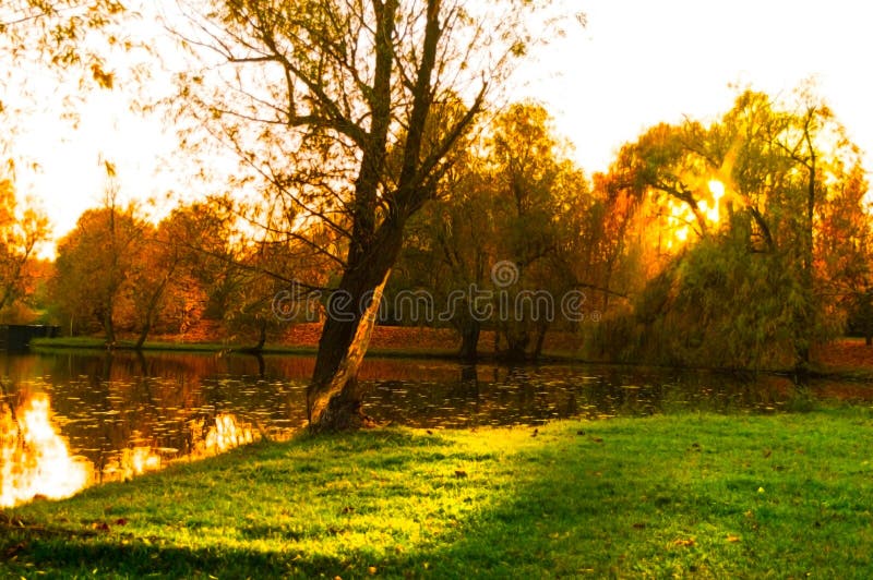 A Wonderful Sunset with Rays through the Trees in a Park by the Lake ...