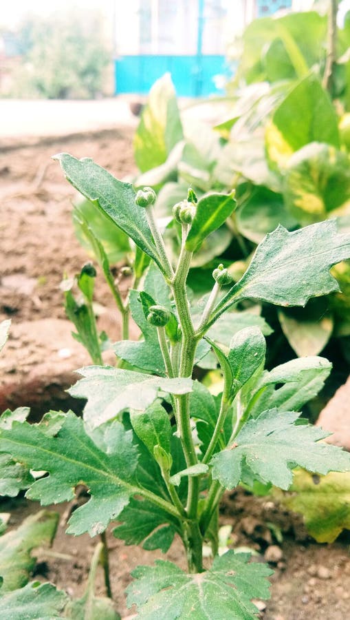 Wonderful super Flower stock image. Image of soil, shrub - 219781689