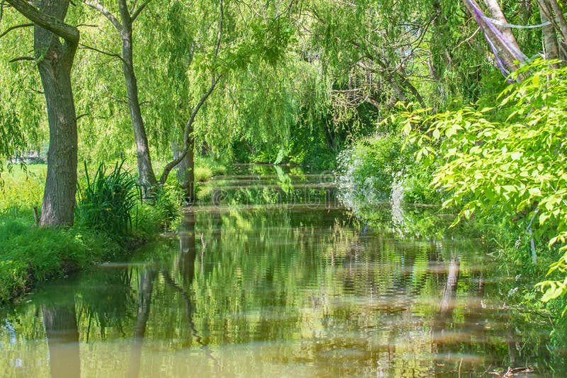 Wonderful Sussex Tree Lined Stream Reflections on a Bright June Day ...