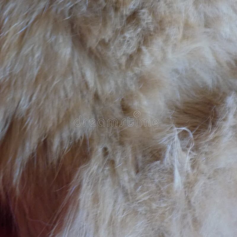 A Wonderful Texture of a Cat Stock Image - Image of abstract, landscape ...