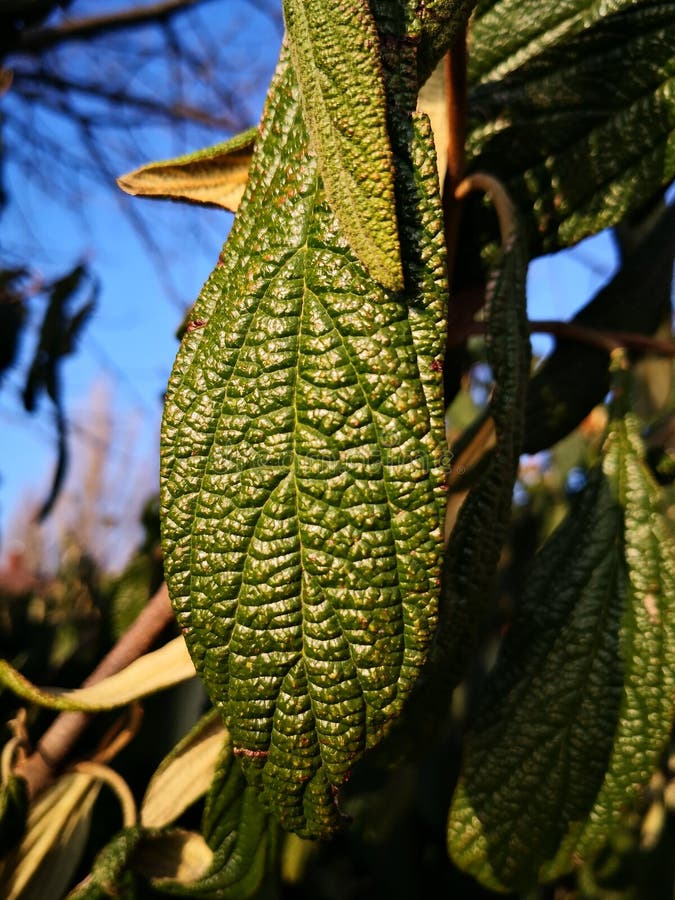 Wonderful Texture on Plants in the Natural Stock Image - Image of ...