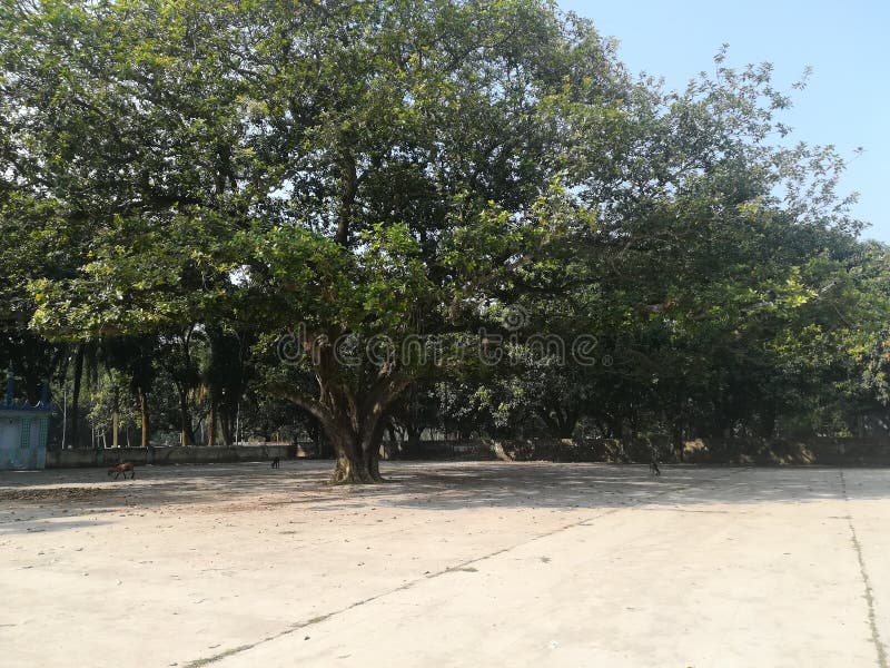 Wonderful tree stock image. Image of amazing, nice, tree - 217459015