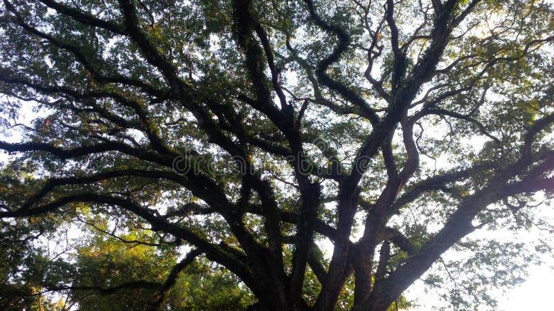 Wonderful tree stock image. Image of freedom, branches - 102675669
