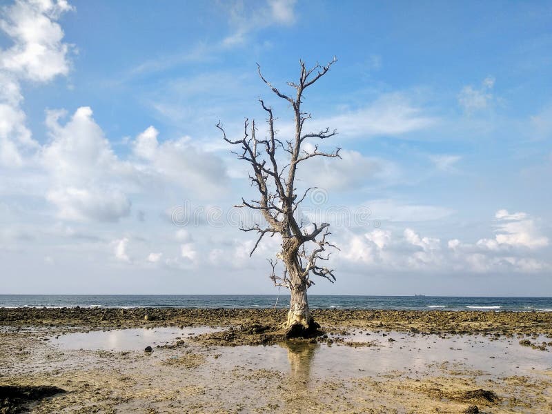 A Wonderful Tree Standing on the White Beach Stock Image - Image of ...