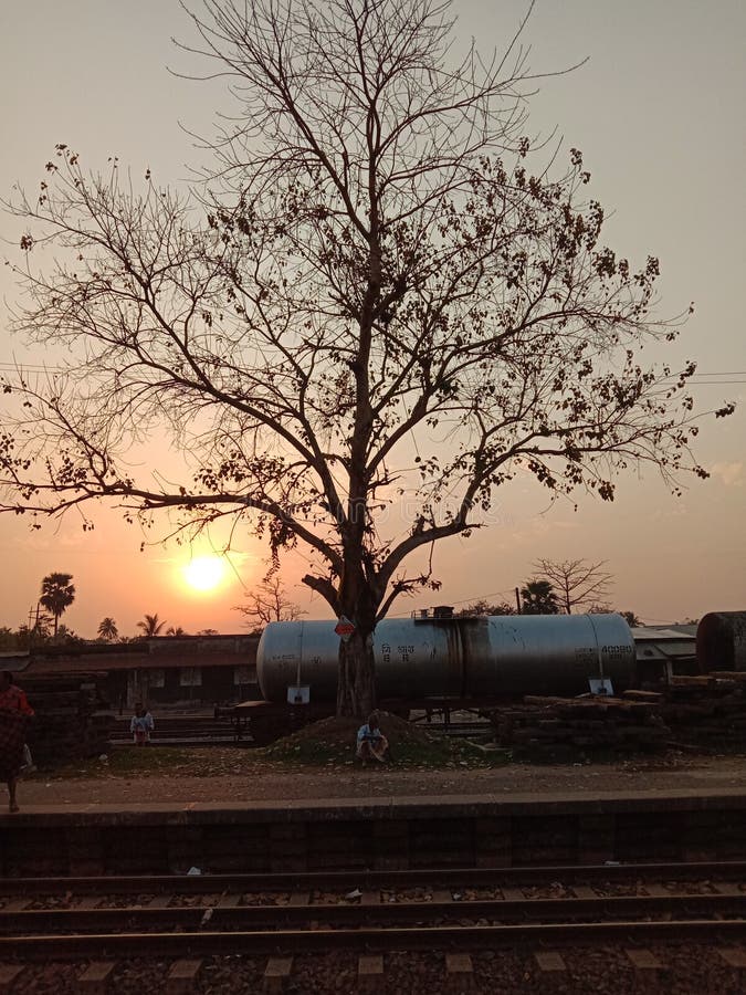 A wonderful tree stock photo. Image of sunny, afternoon - 163245352